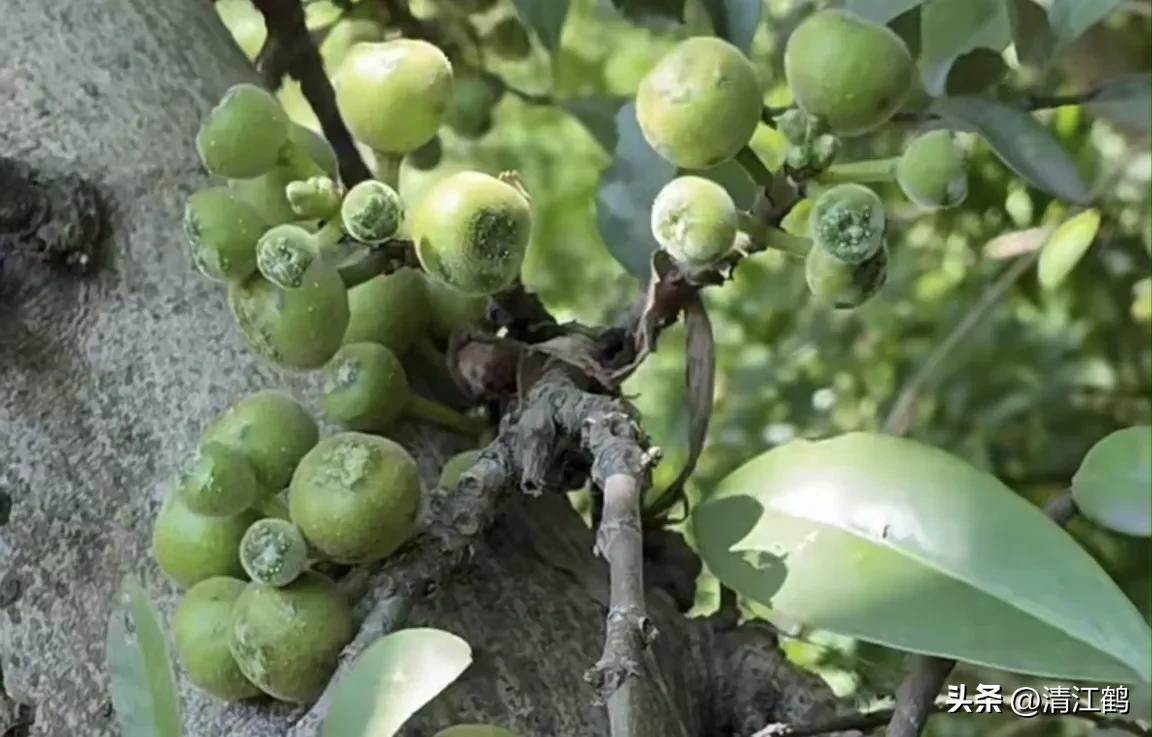 People call it "milk tree", each tree can produce 3~4 liters of milk ...
