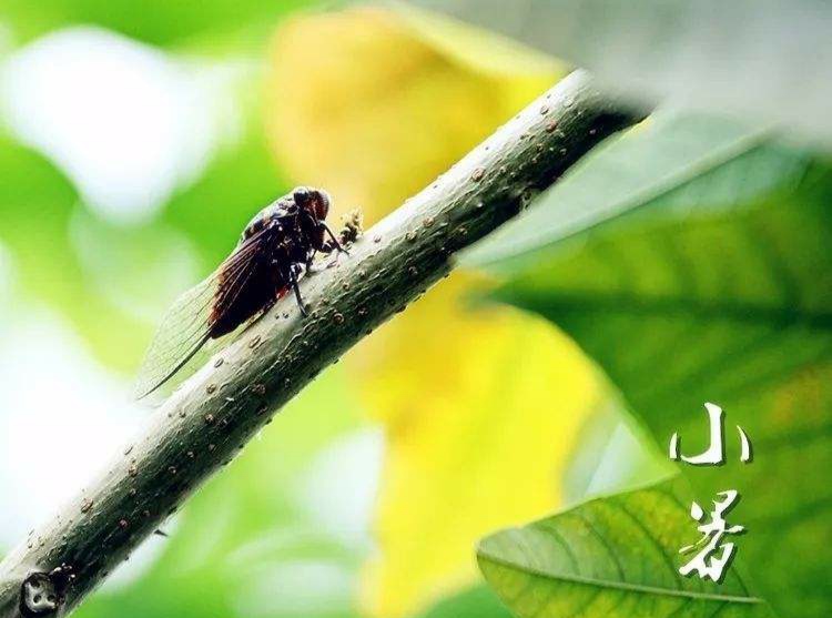 Jiang Shuncheng - iNEWS