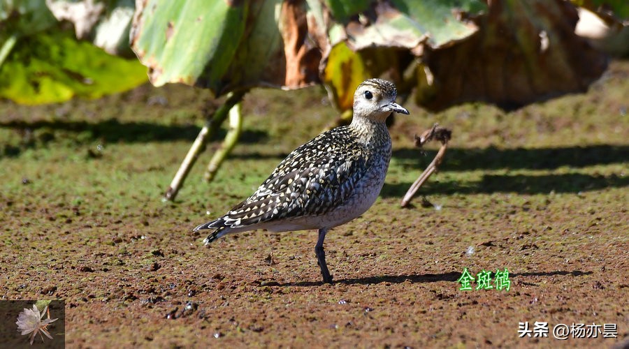 Golden Spotted Plover - iNEWS