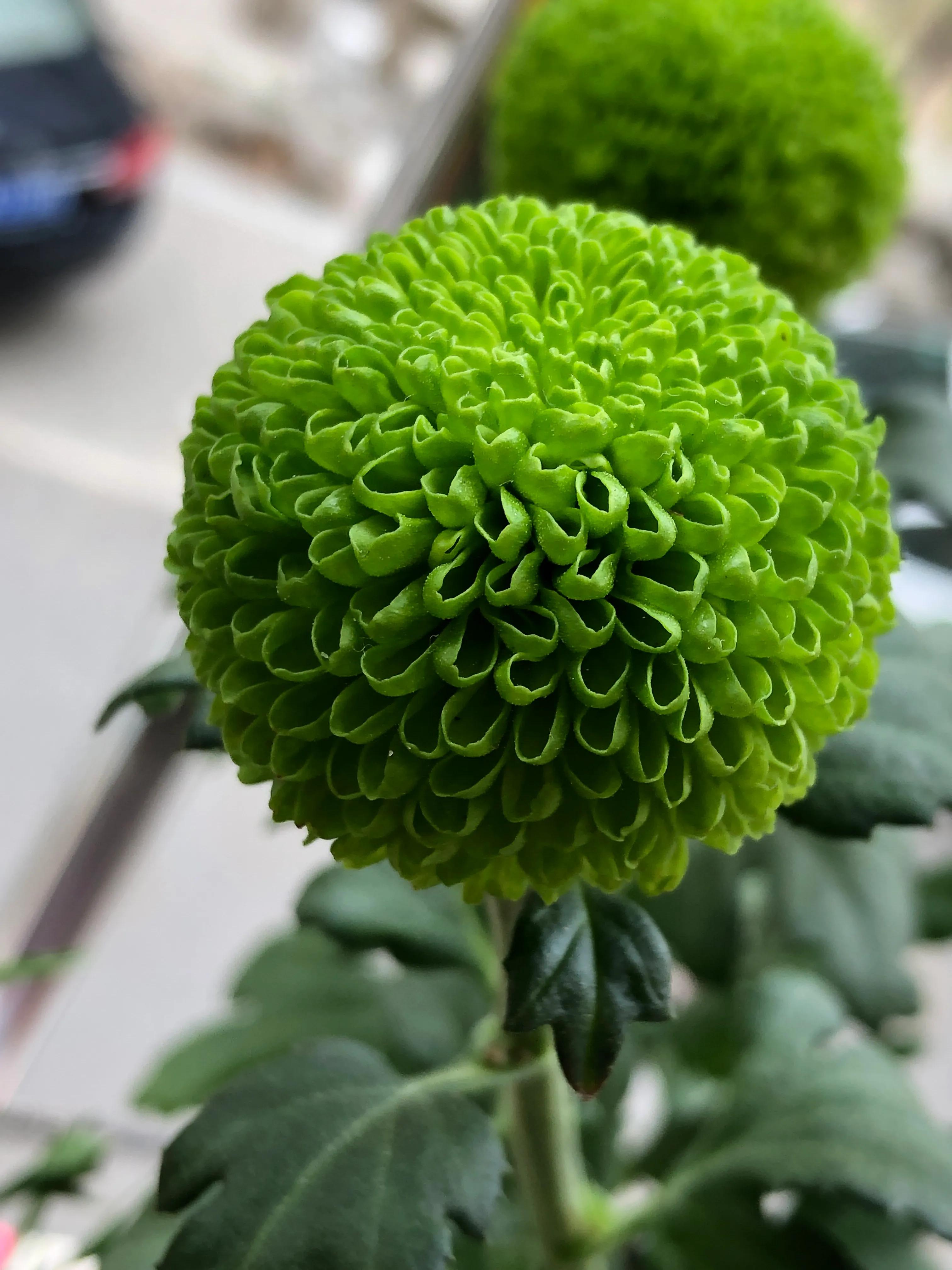 My little flower survived the winter safely - iMedia