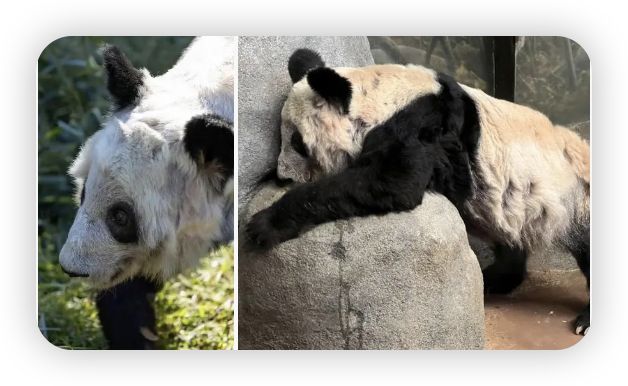 Why hasn't Panda Yaya been abused, and some people still insist on ...