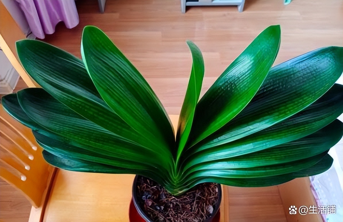 How to make Clivia leaves grow neatly?3 programs to adjust, the leaves ...