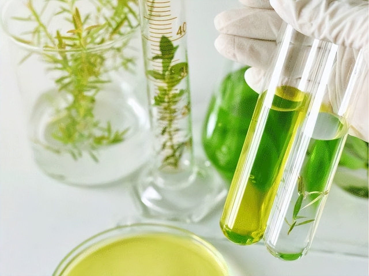 Extraction method of natural plant essence - iNEWS
