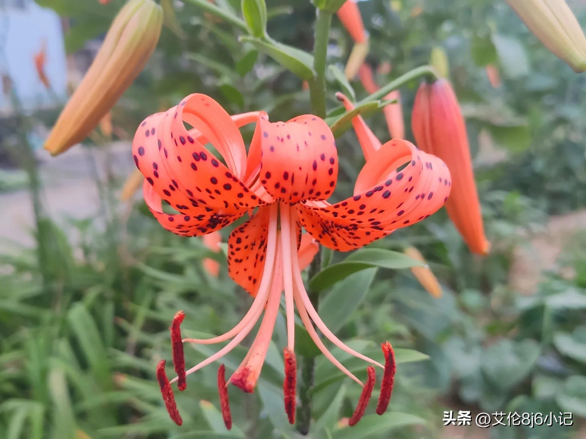 Yong Juandan blooms ~ beautiful and gorgeous, tiger skin pattern ...