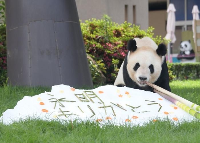 Rent a panda to earn an aircraft carrier? Giant pandas are so "burning ...
