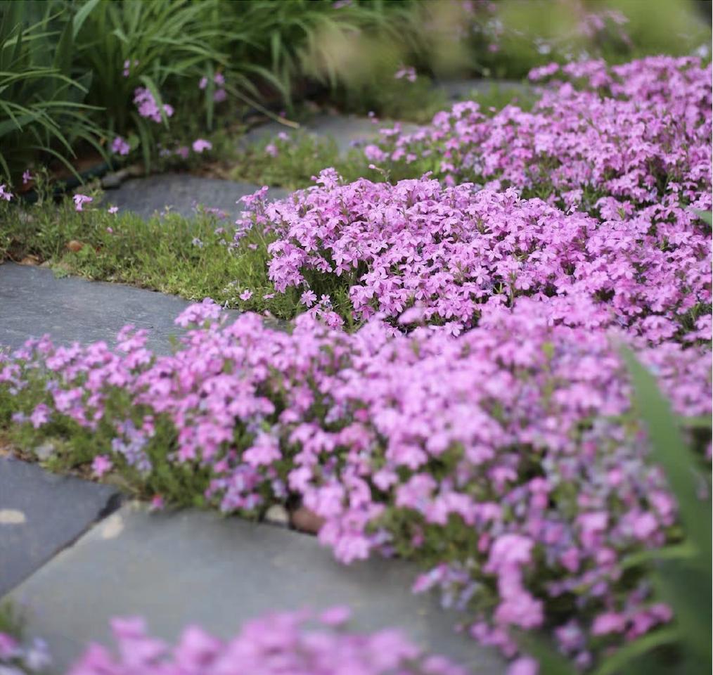 The clump Phlox is short, but it does not prevent it from becoming a ...