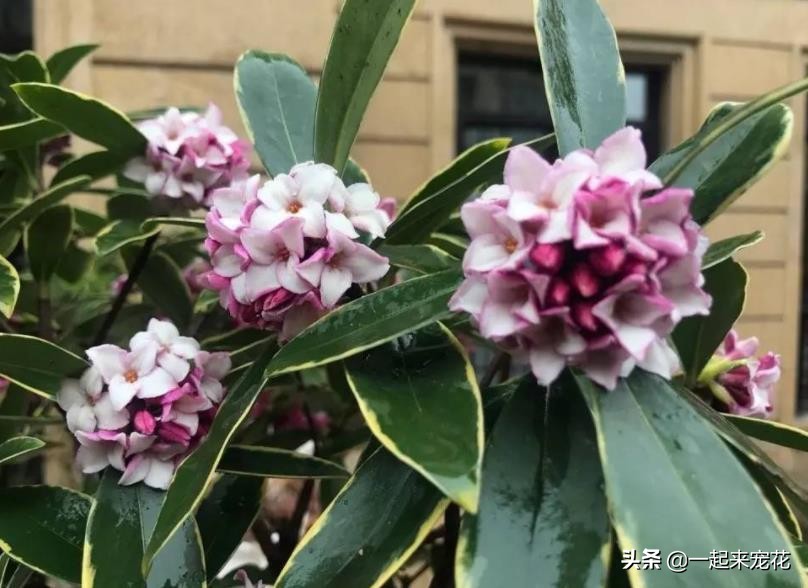 The Spring Festival is approaching, and 6 kinds of flowers are prepared ...