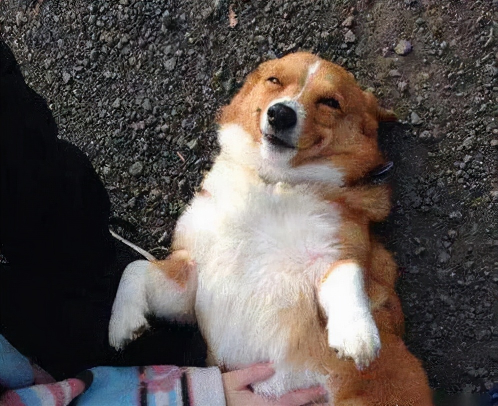 Corgi treats you as a family member, you can touch any of these things ...