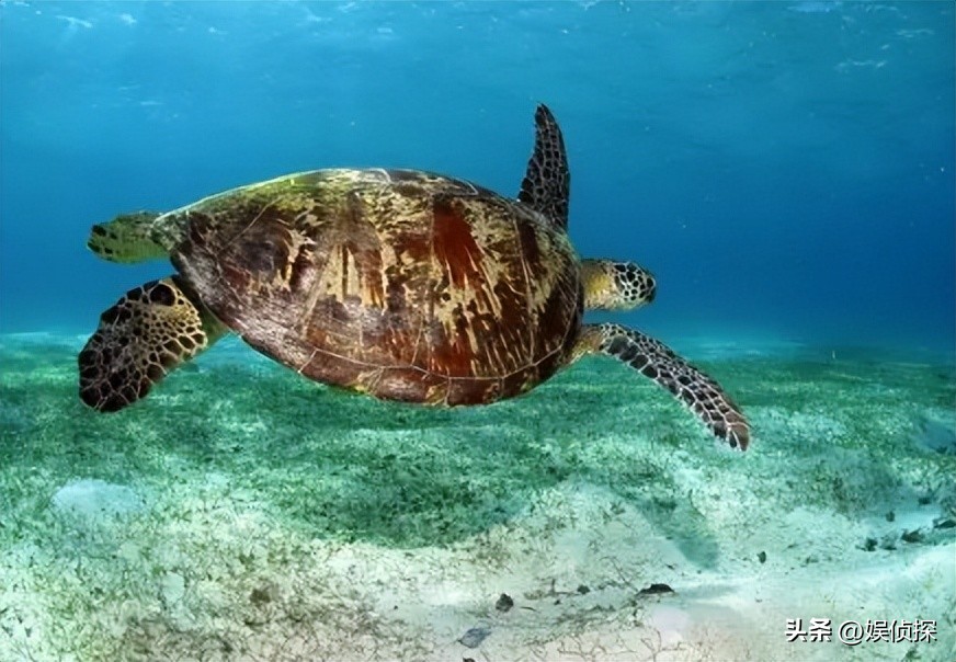 Sea Turtles: An Incredible Journey, a moving documentary - iNEWS