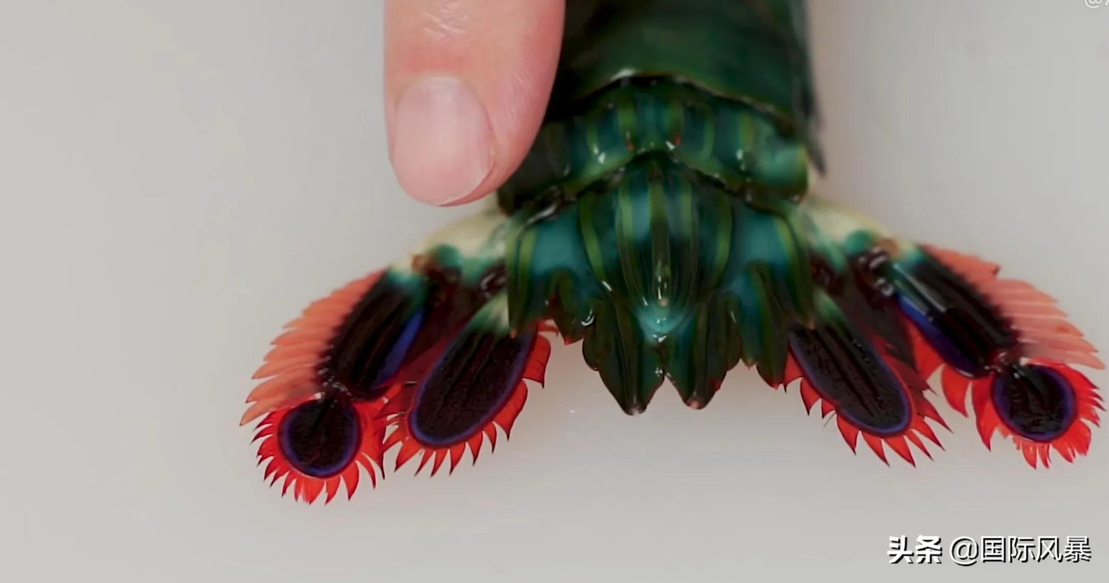 The ocean "fighter" who is more ruthless than Tyson, the acceleration ...