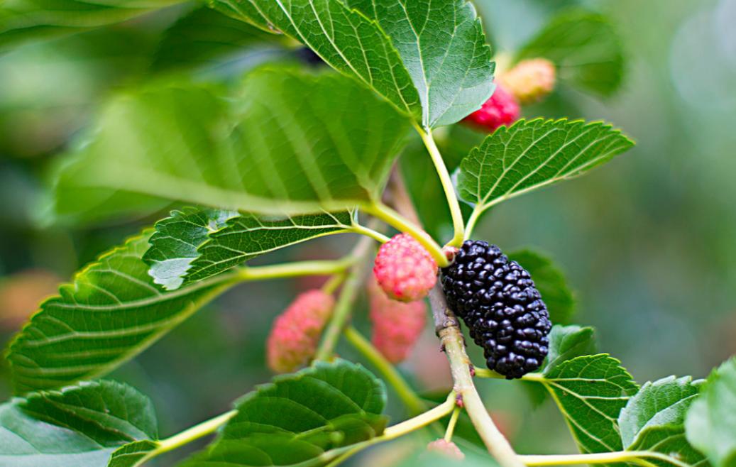 "Don't be afraid of toads entering the house, but be afraid of setting ...