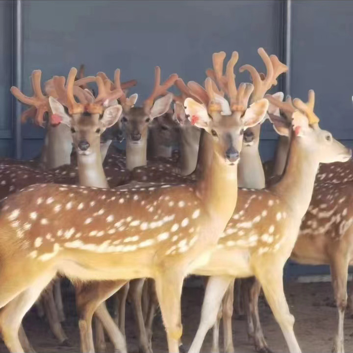 What should I do if the sika deer cub has diarrhea? - iNEWS