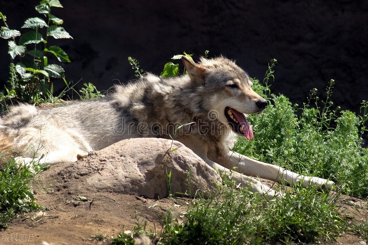 The injured wolf was rescued by a couple, fell in love with the family ...