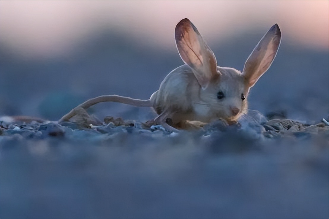Tourists photographed the desert "elf rat", which is now critically ...