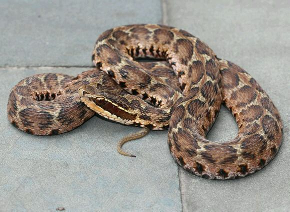 Common snakes in China (under the highly venomous snake) - iMedia