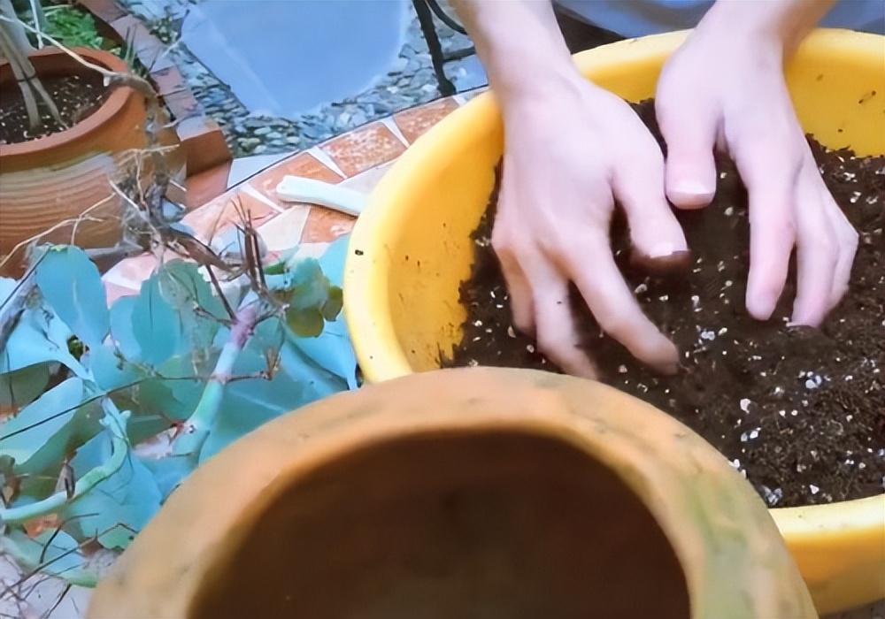 What to do if there are too many aerial roots of succulent plants - iNEWS