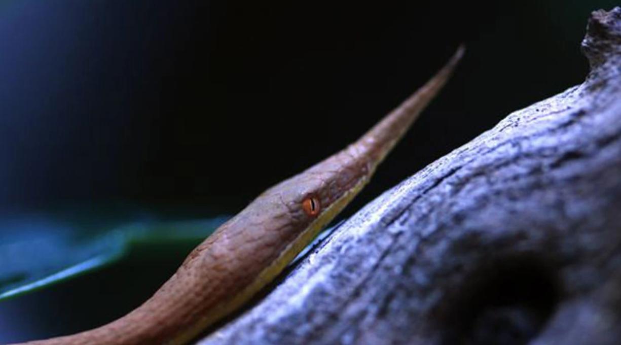 top ten weird looking snakes - iMedia