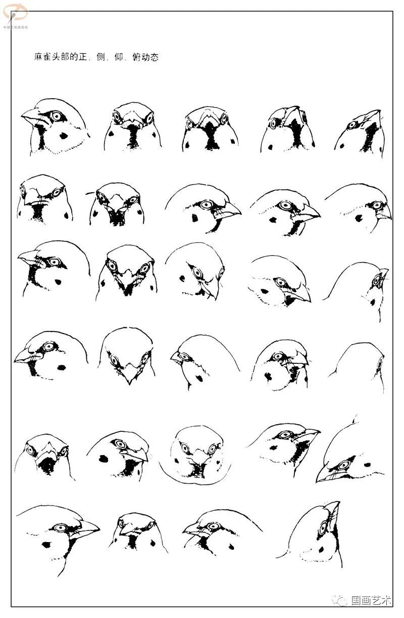 Reference for drawing birds - 100 pictures of sparrows - iNEWS