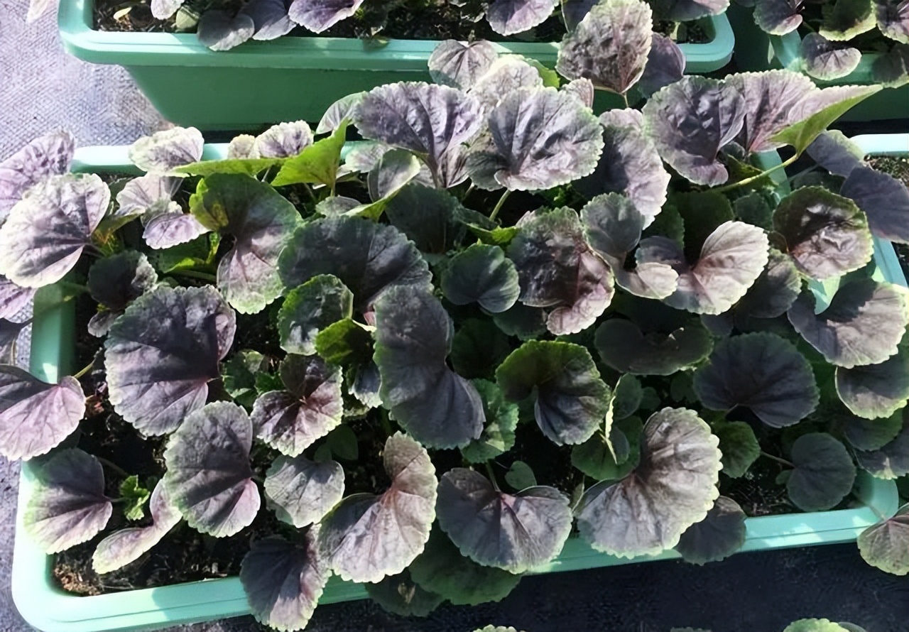 Three kinds of "green leafy vegetables" are grown on the balcony, which ...