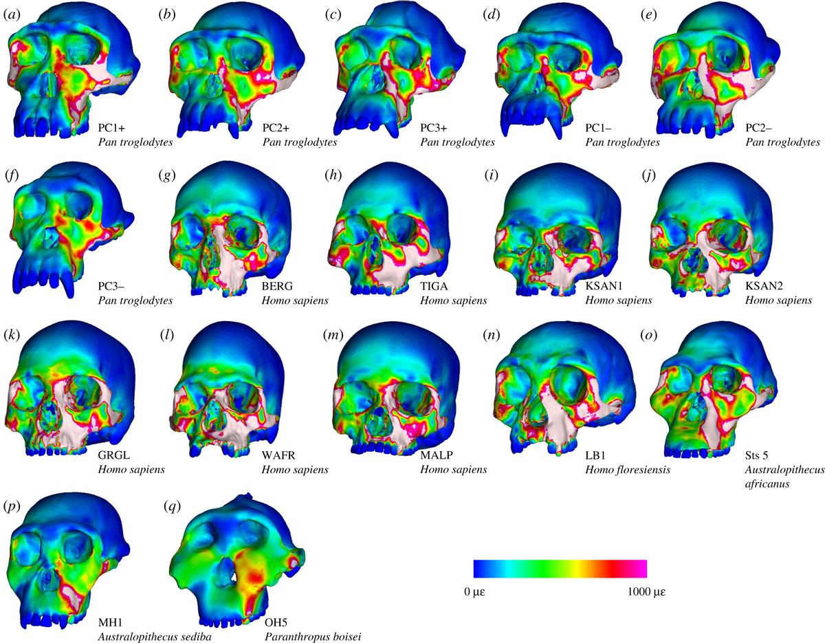 What is the relationship between the skull of H. floresiensis and the ...