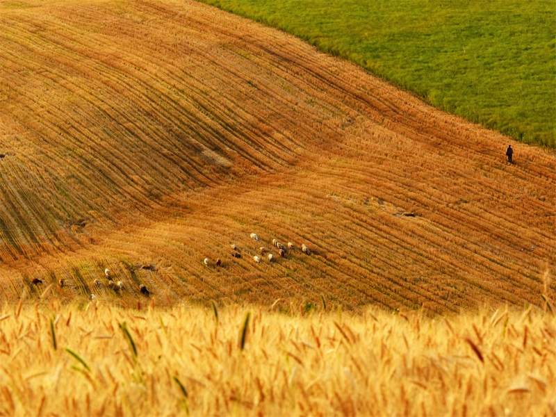 Wind Shakes the Barley - iMedia