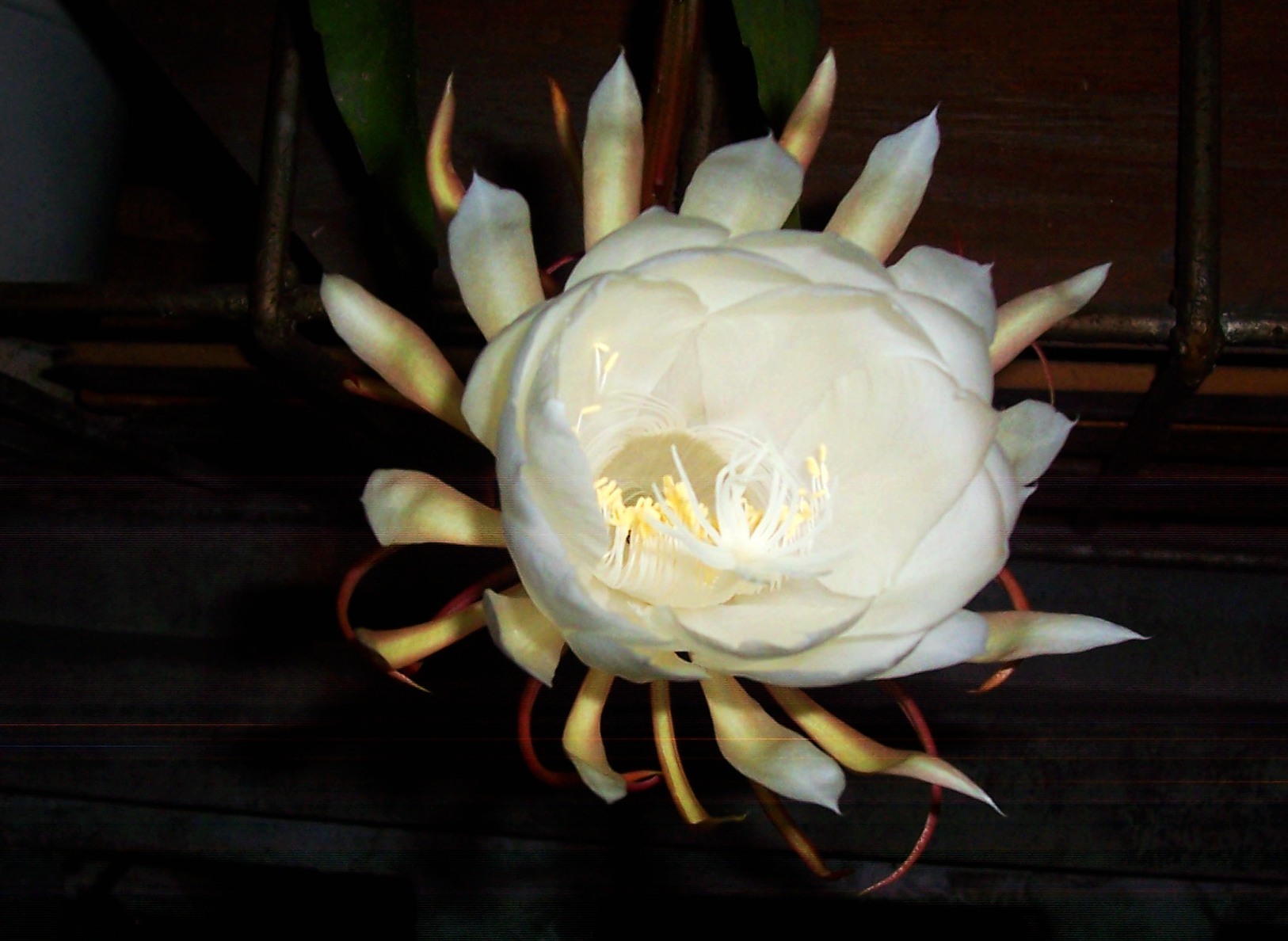 Life in a day: Mayfly that lives and dies, leaves behind a photo - iNEWS