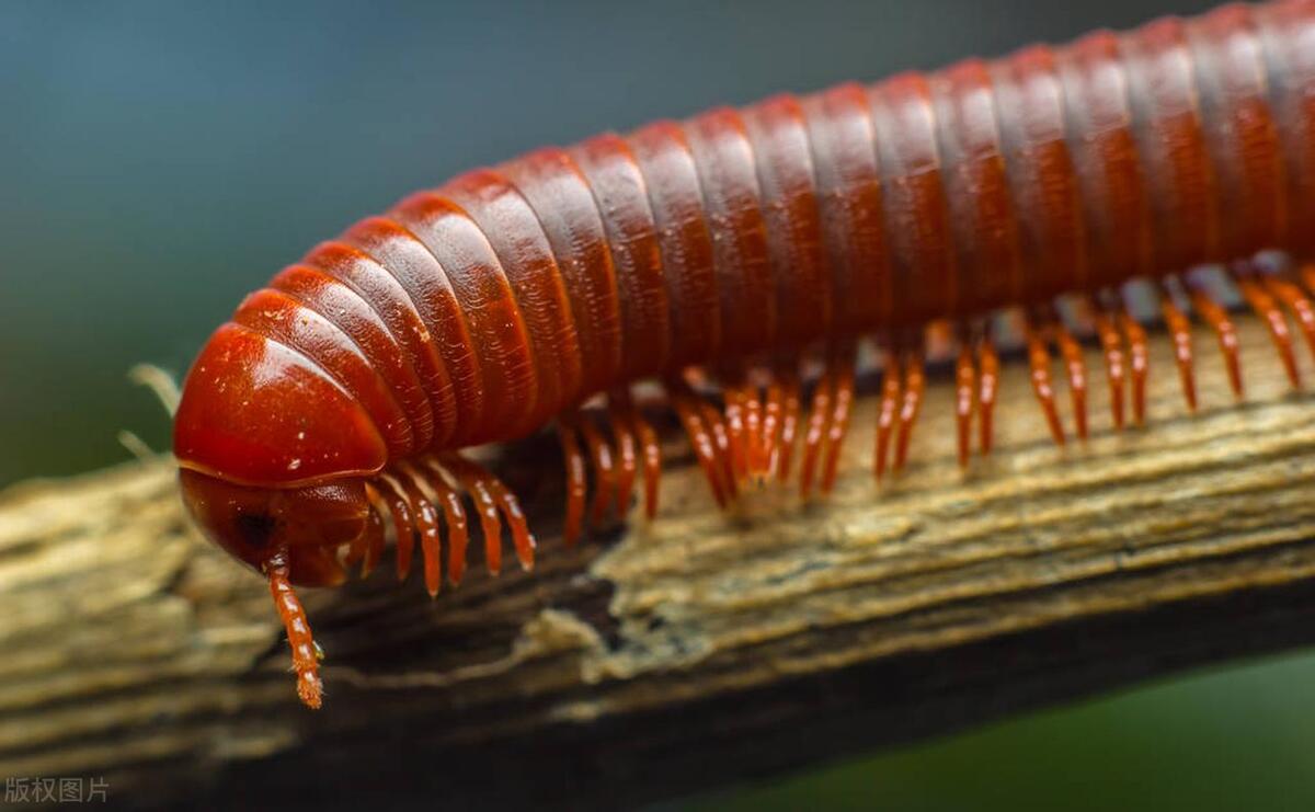 Are millipedes just centipede-like bugs with lots of legs? Why do ...