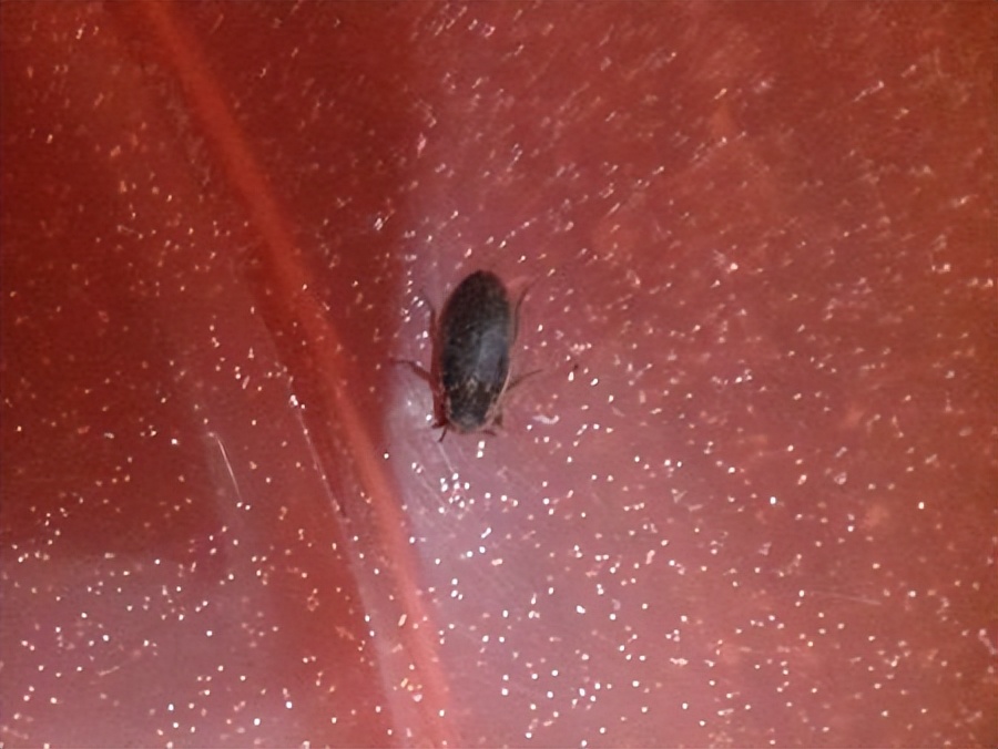 What is the "transparent bug" you see when you are in a daze? Why does ...
