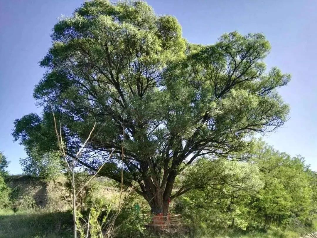 Qu Quansheng / Zuo Gongliu - iNEWS