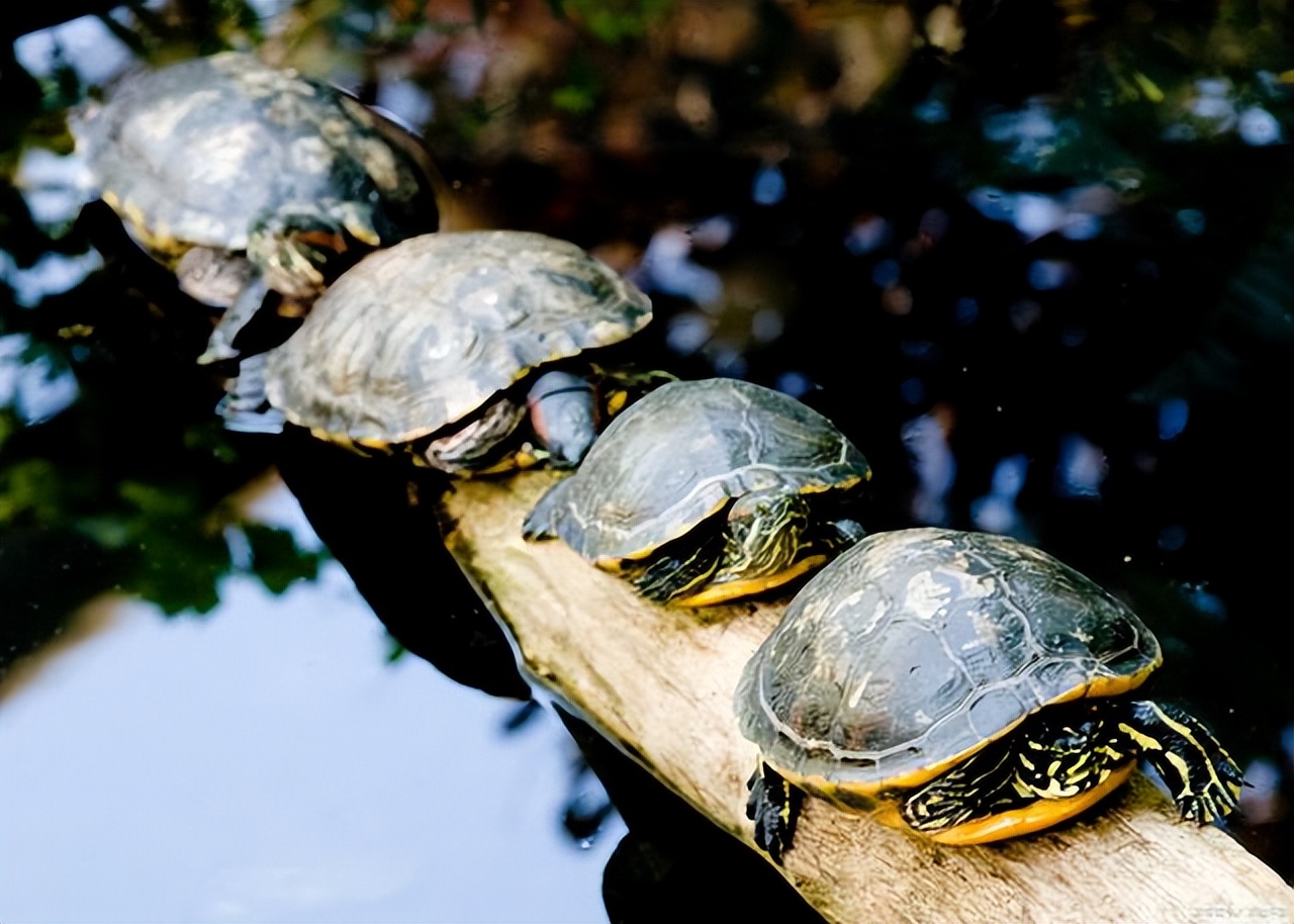 How to deal with tortoise stress?How to reduce turtle stress?Detailed ...