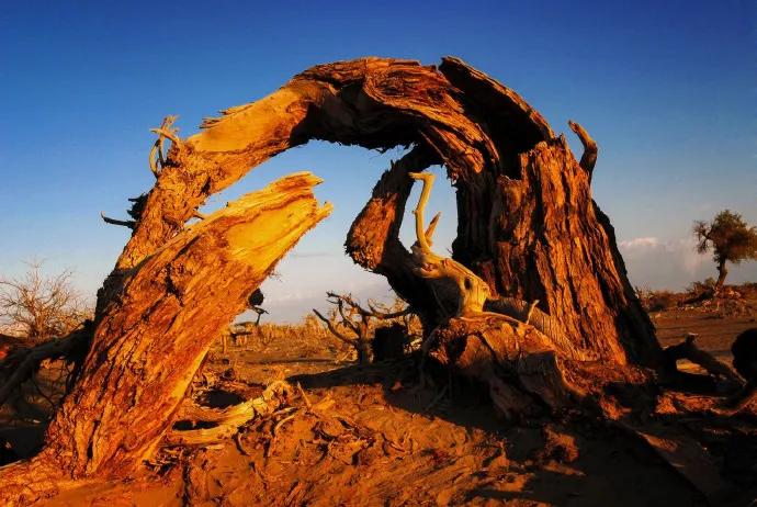 Ejina Populus euphratica, "live without death, die without falling, but ...