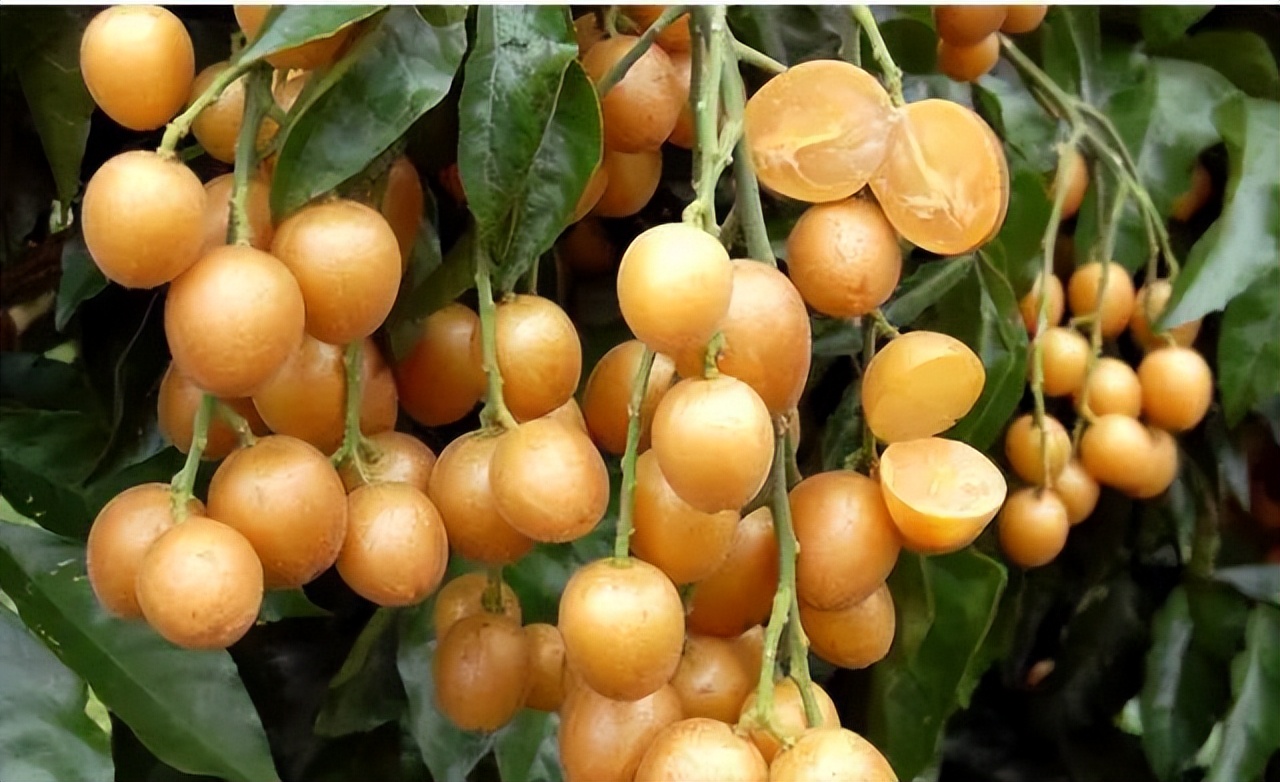 Do you know "Zhaoping Three Treasures"? - iMedia