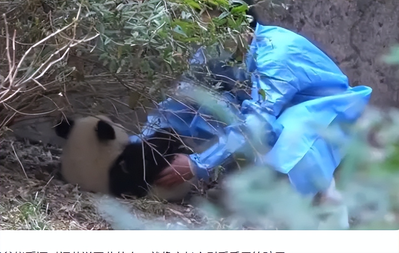 The base responded that the giant panda Fu Wan was splashed with water ...