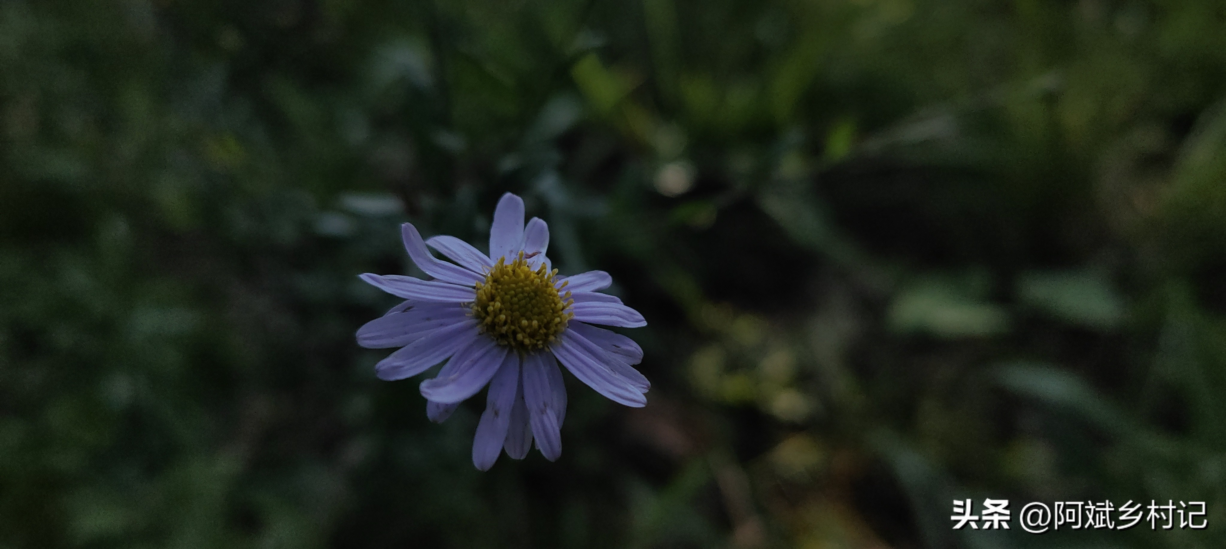Malan flower, the triple identity of a flower, medicine, vegetable and ...