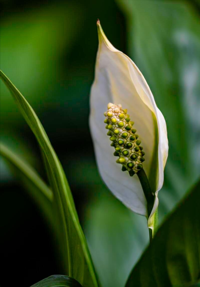 Borrowing the clear wind to see thousands of miles away, only Lisao ...