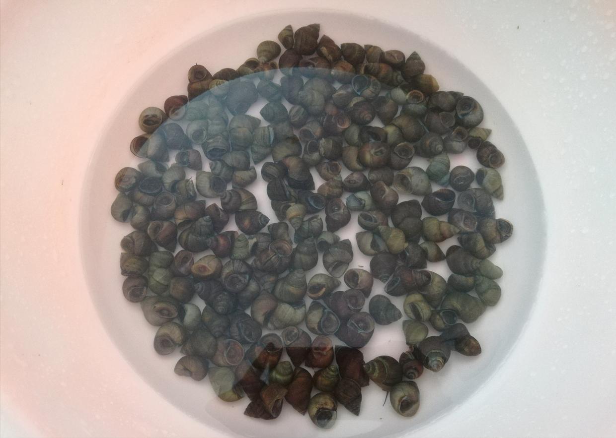 It is better to add cooking wine to fried snails. It is delicious and ...