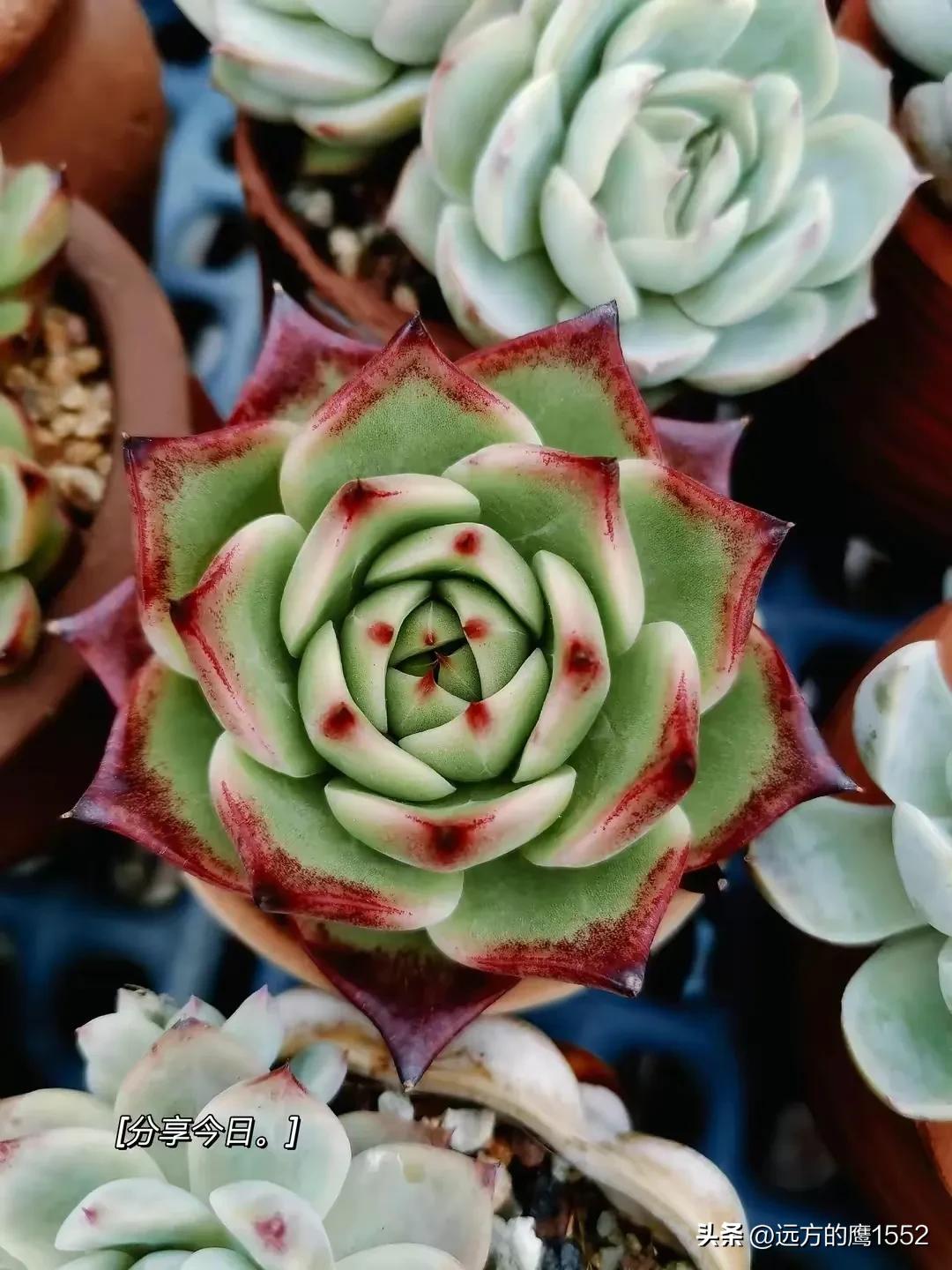 Enter the succulent kingdom and enjoy the infinite excitement of the ...