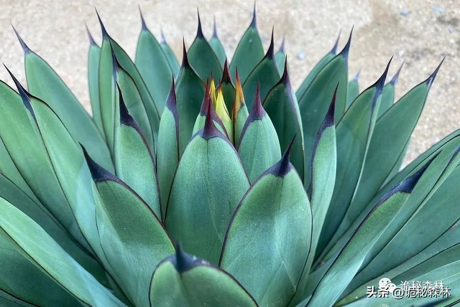 Agave 'Royal Spine' - iNEWS