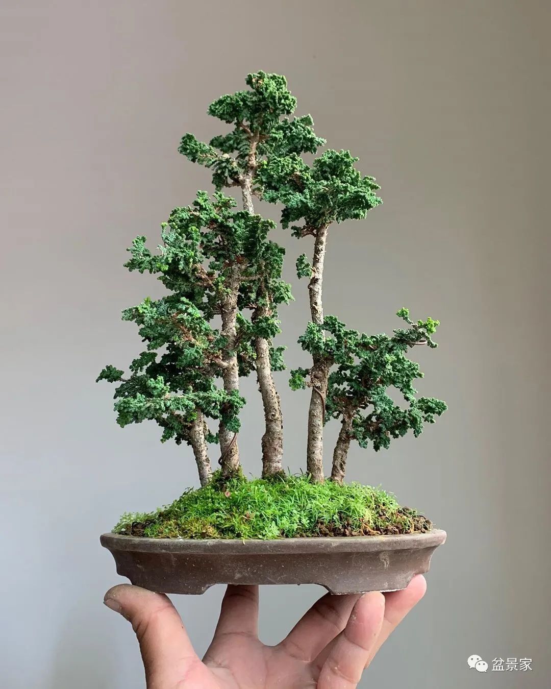 How to play out the height and realm of bonsai? - iNEWS