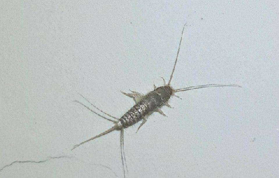 Where are the nests of silverfish worms? - iMedia