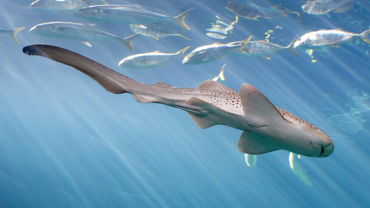 Sharks have a special intestine with a spiral structure inside, which ...