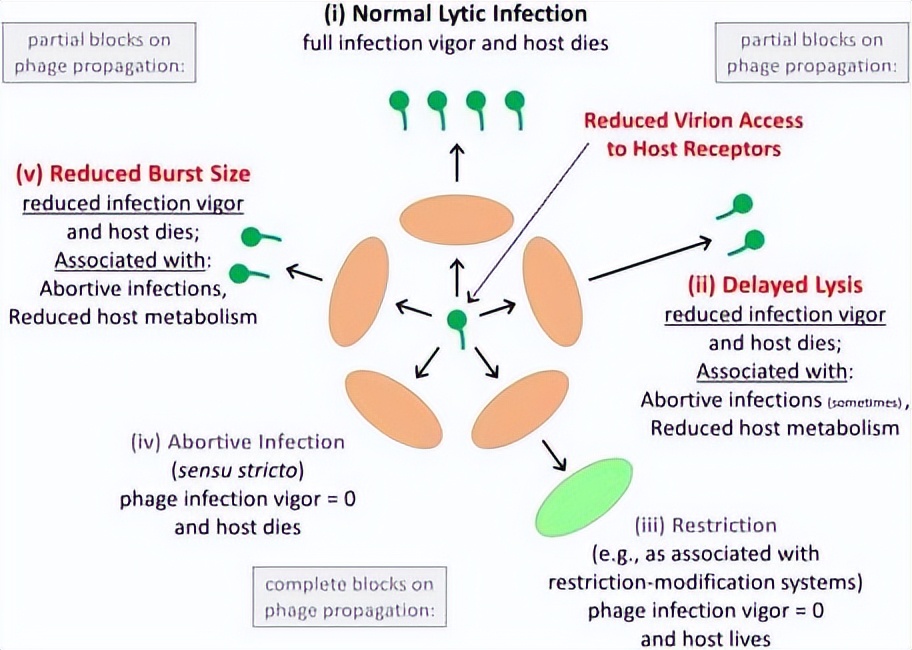 Exploring the interaction between phage and bacterial biofilm ...