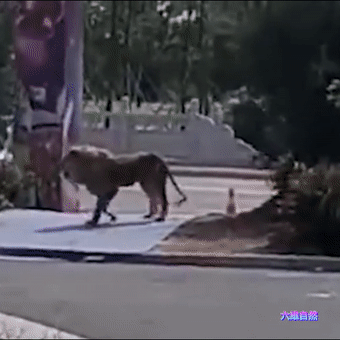 Two lions in the circus escaped from the lion cage, tourists even lost ...