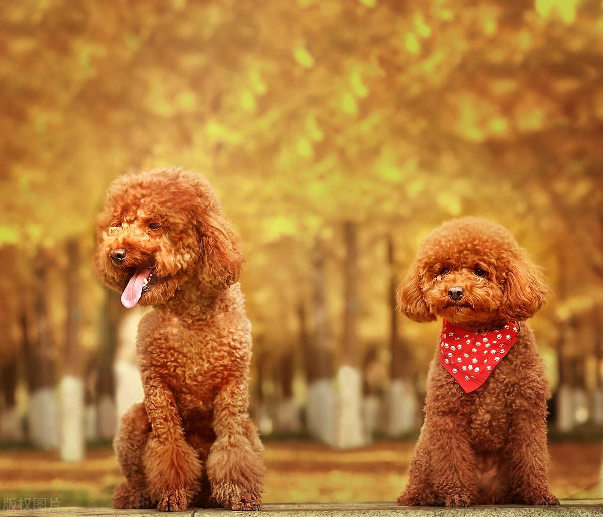 magic! Why Do Dogs Eat Paper? - iNEWS