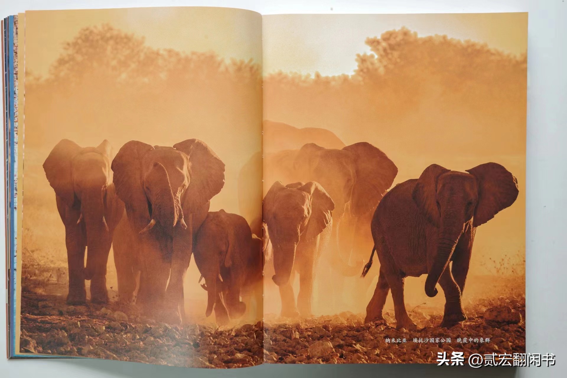 I really want to go to Africa to watch the great migration of animals ...
