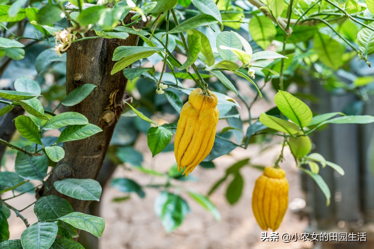 Three kinds of "lucky fruits", plant one at home, happy and good luck ...