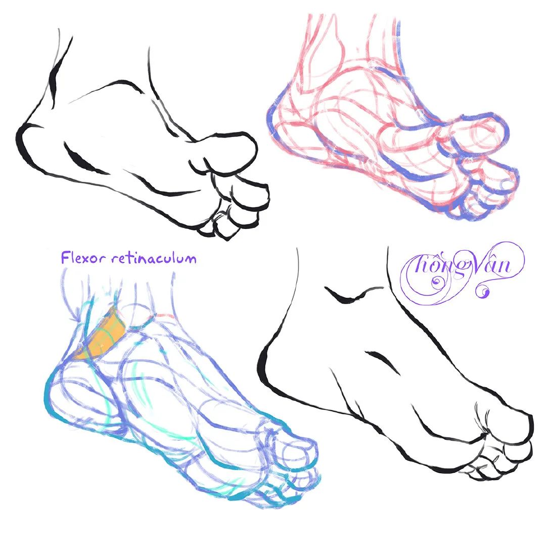 "Painting Reference" Human foot drawing reference shared by painter ...