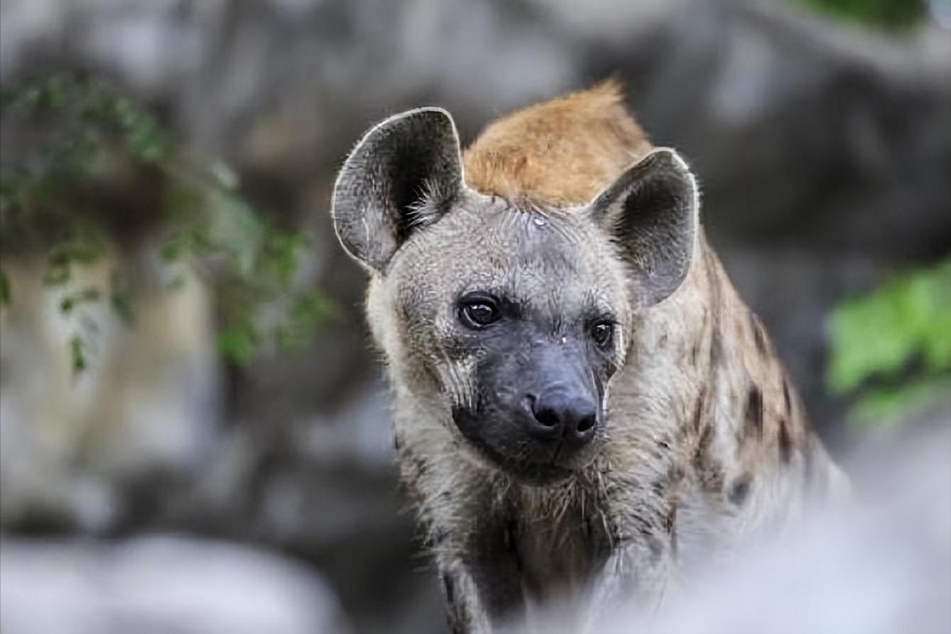 Spotted hyenas and North American gray wolves singled out, who has a ...