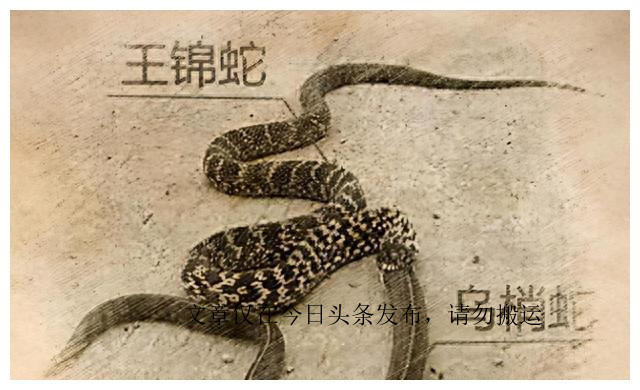 In 1986, he killed 73 venomous snakes. Five years later, he was ...