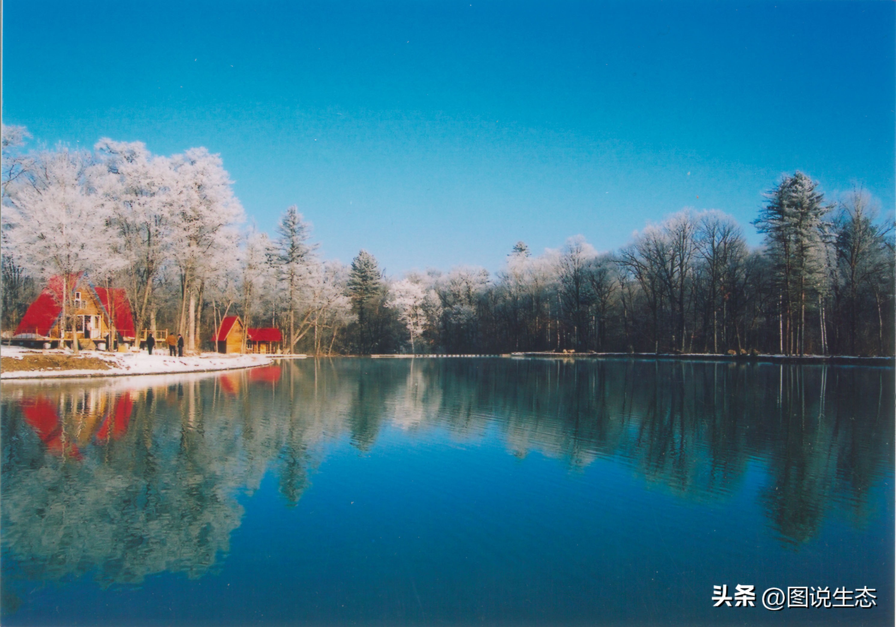 Sihu Forest Farm: The Changbai Mountain Red Pine King here has grown ...